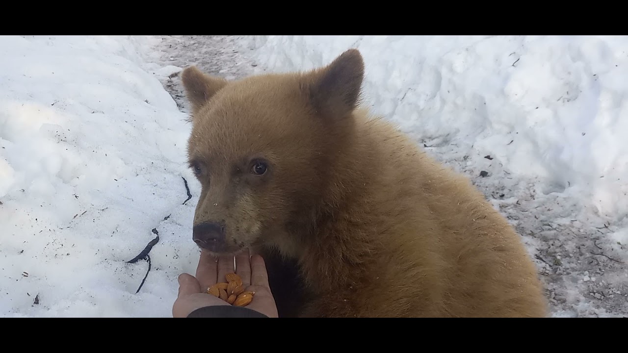 Petunia The Baby Bear Cub Eating Fruits Nuts Cheese And Crackers - YouTube
