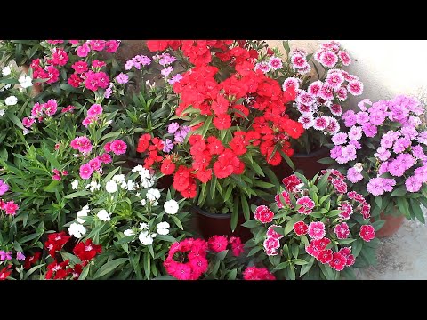 How To Care For Dianthus Perennials