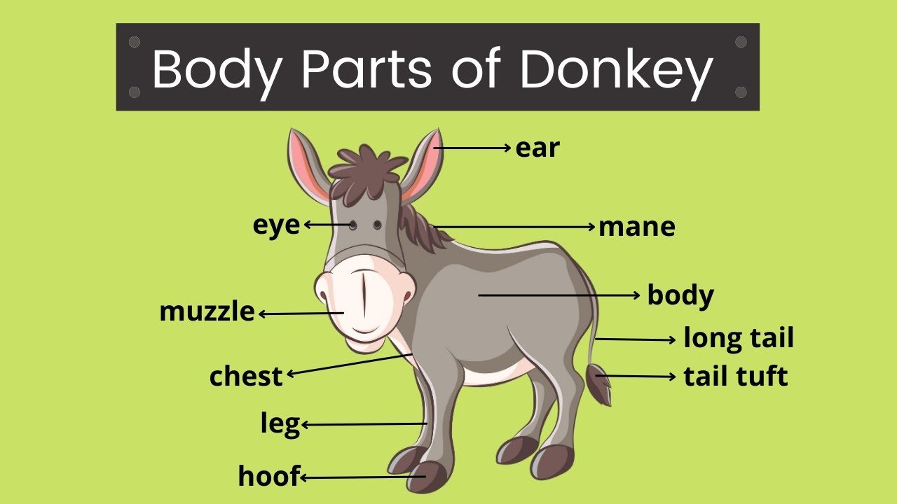 Body Parts of Donkey | Donkey Body Parts | Anatomy of Donkey ...