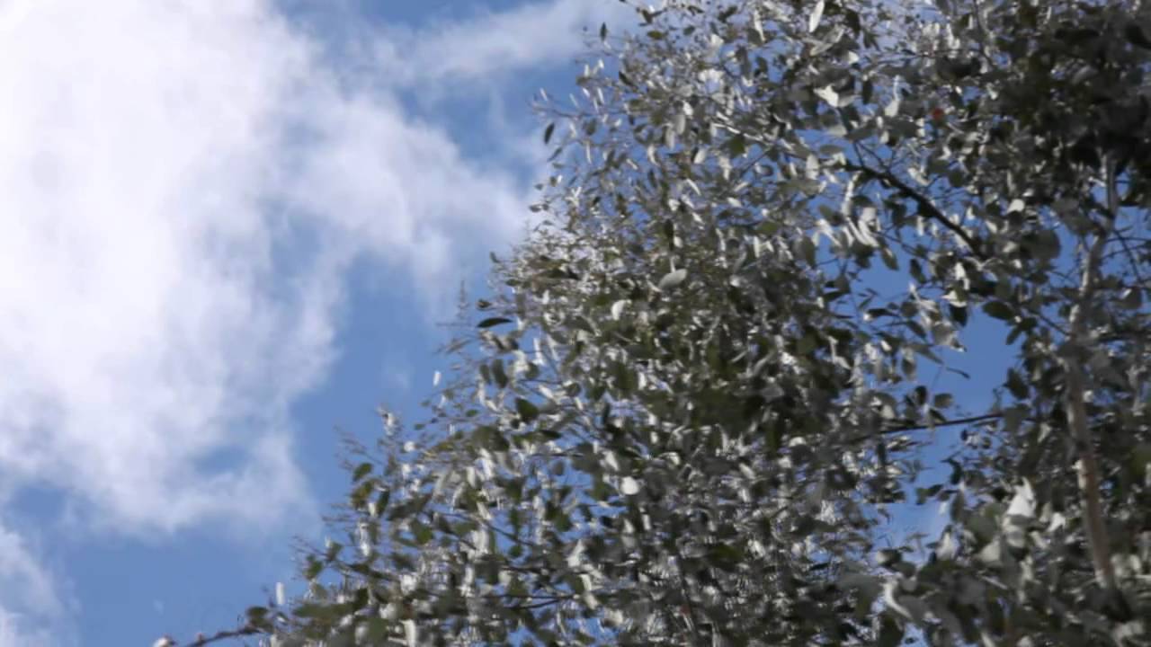 Jet Hummingbird Sounds - Male courtship/intimidation dives V09623 - YouTube