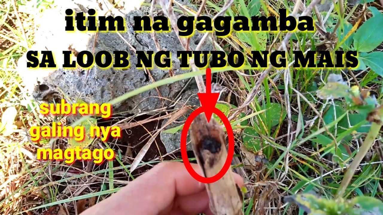 itim na gagamba sa loob ng tubo Ng mais. ll exo hunt - YouTube