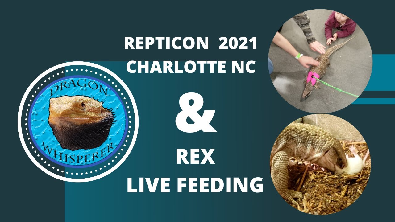 REPTICON CHARLOTTE 12/21 & REX LIVE FEEDING 🚨WARNING🚨 - YouTube