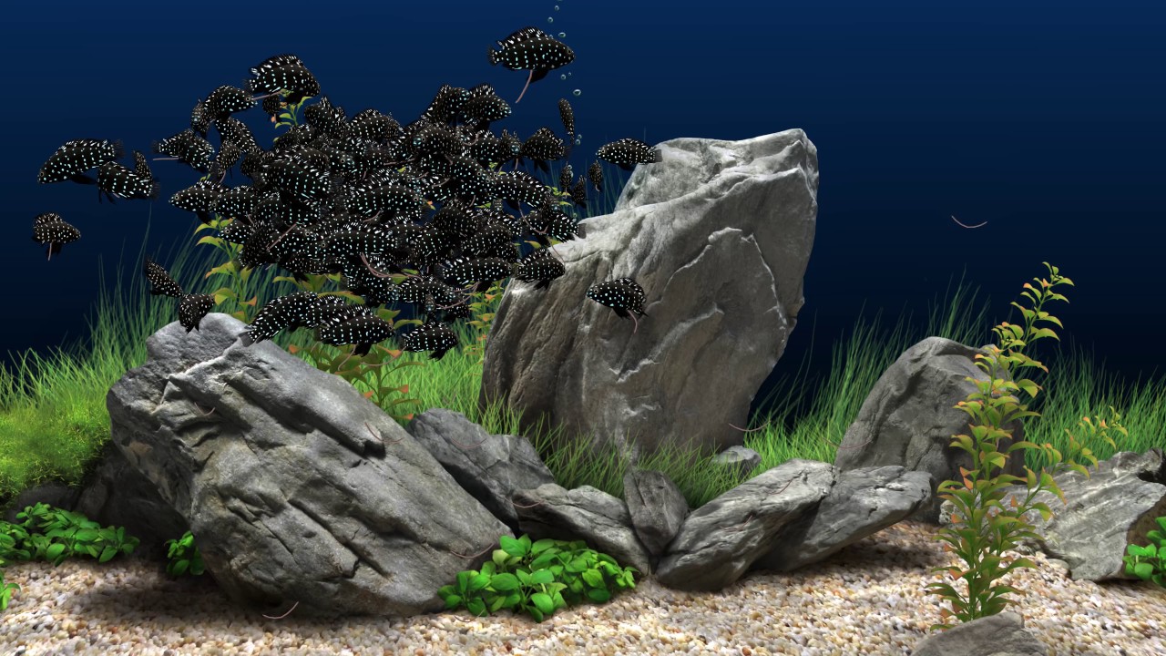 Dream Aquarium - Overfeeding the fish (4K) - YouTube