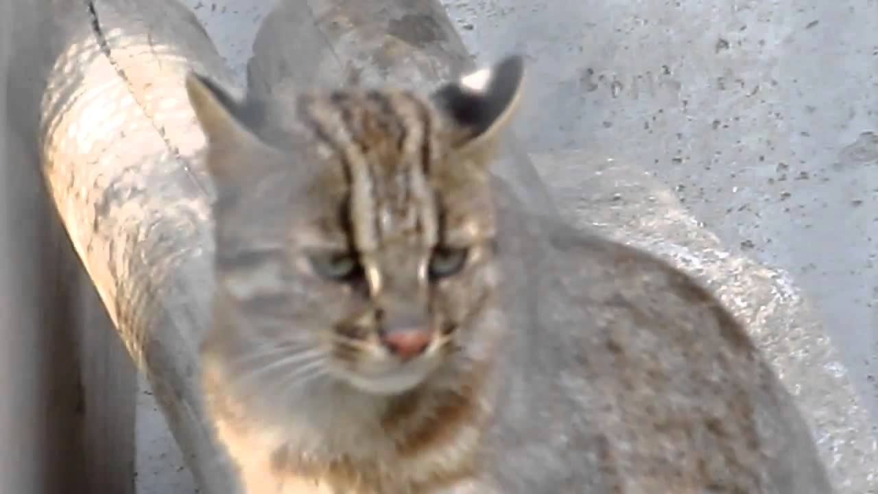 A Japanese wildcat - YouTube