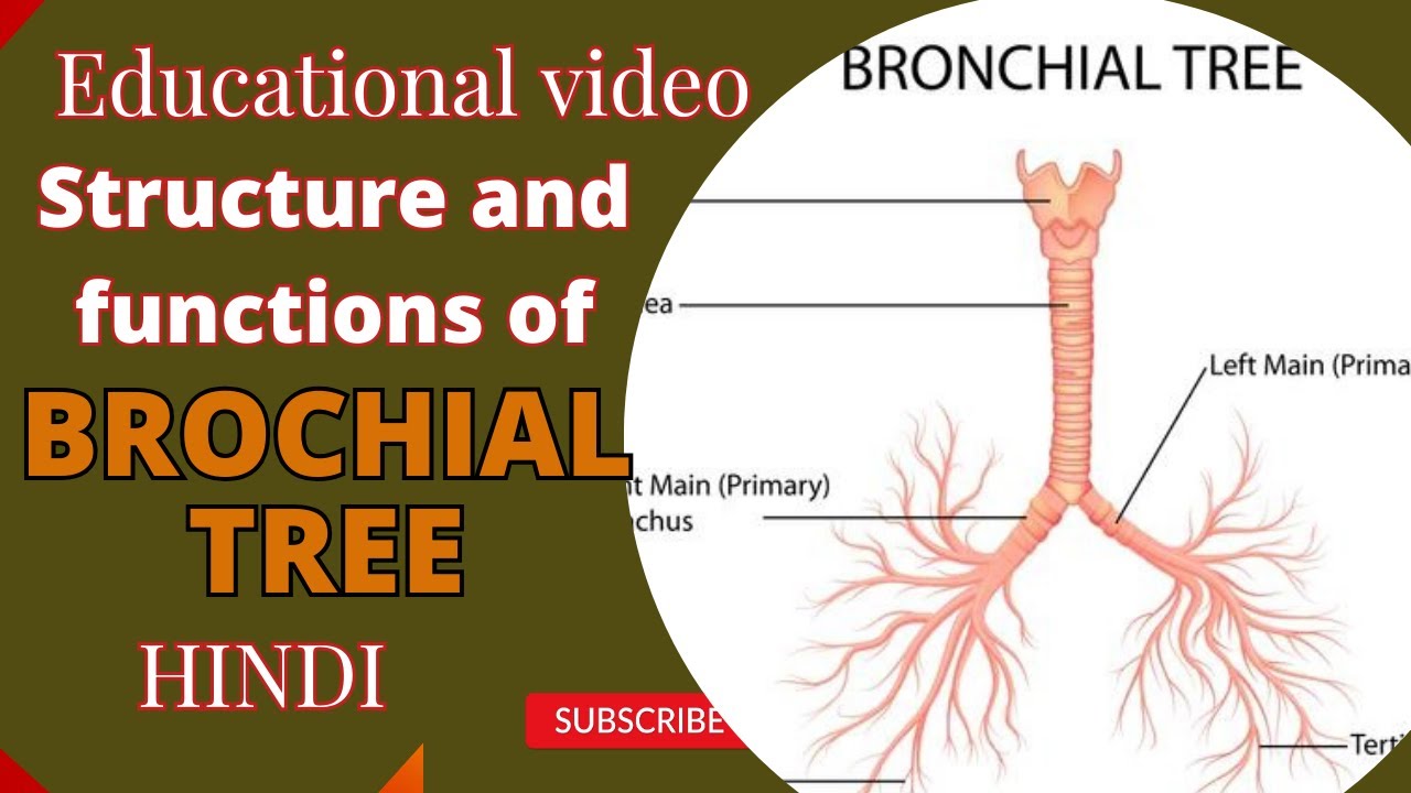 structure and functions of Bronchial tree | Bronchus | bronchioles ...