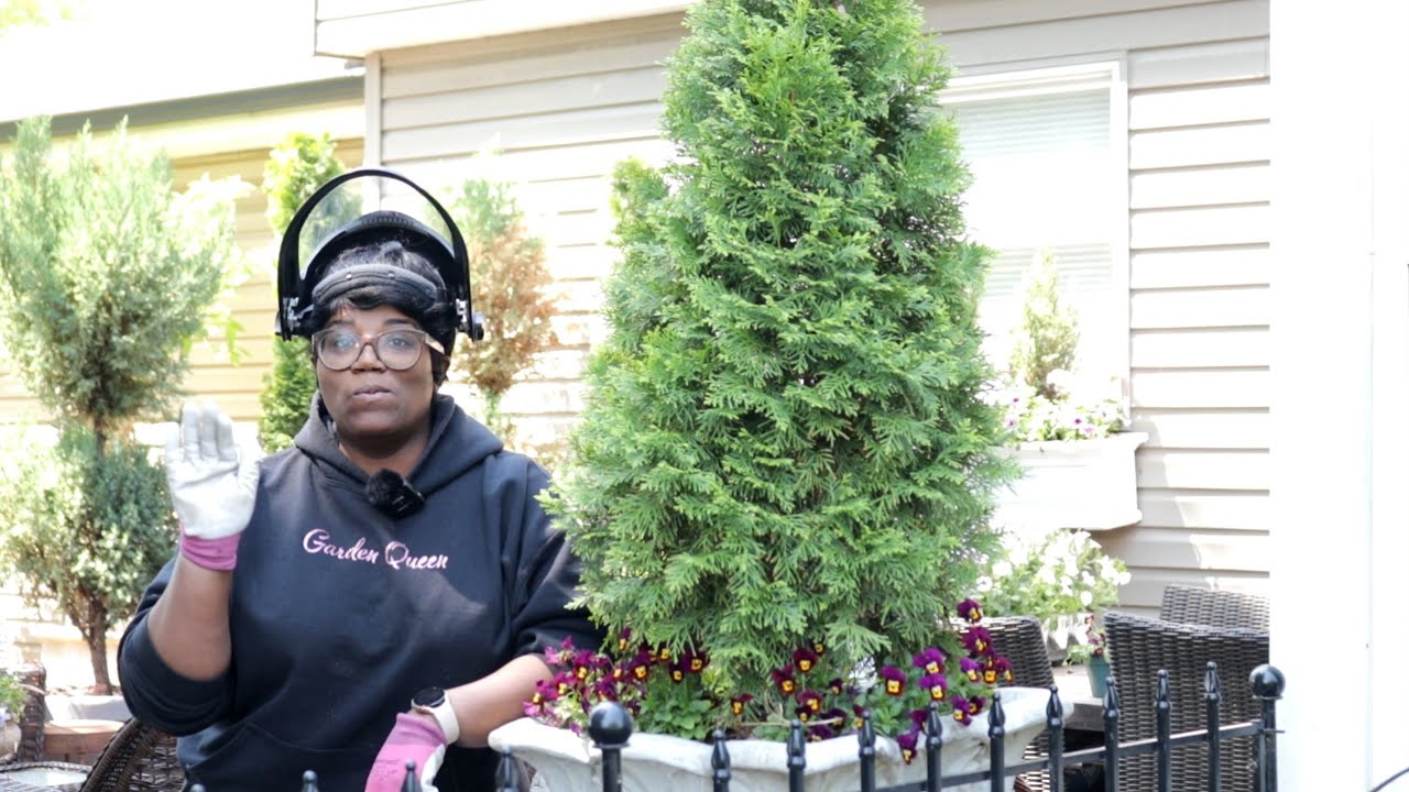 Geraniums / Supertunias / Early Summer Containers / Hydrangea Seaside ...