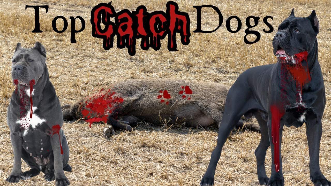 Top 10 Catch Dogs- Hog and Big Game Dogs - YouTube