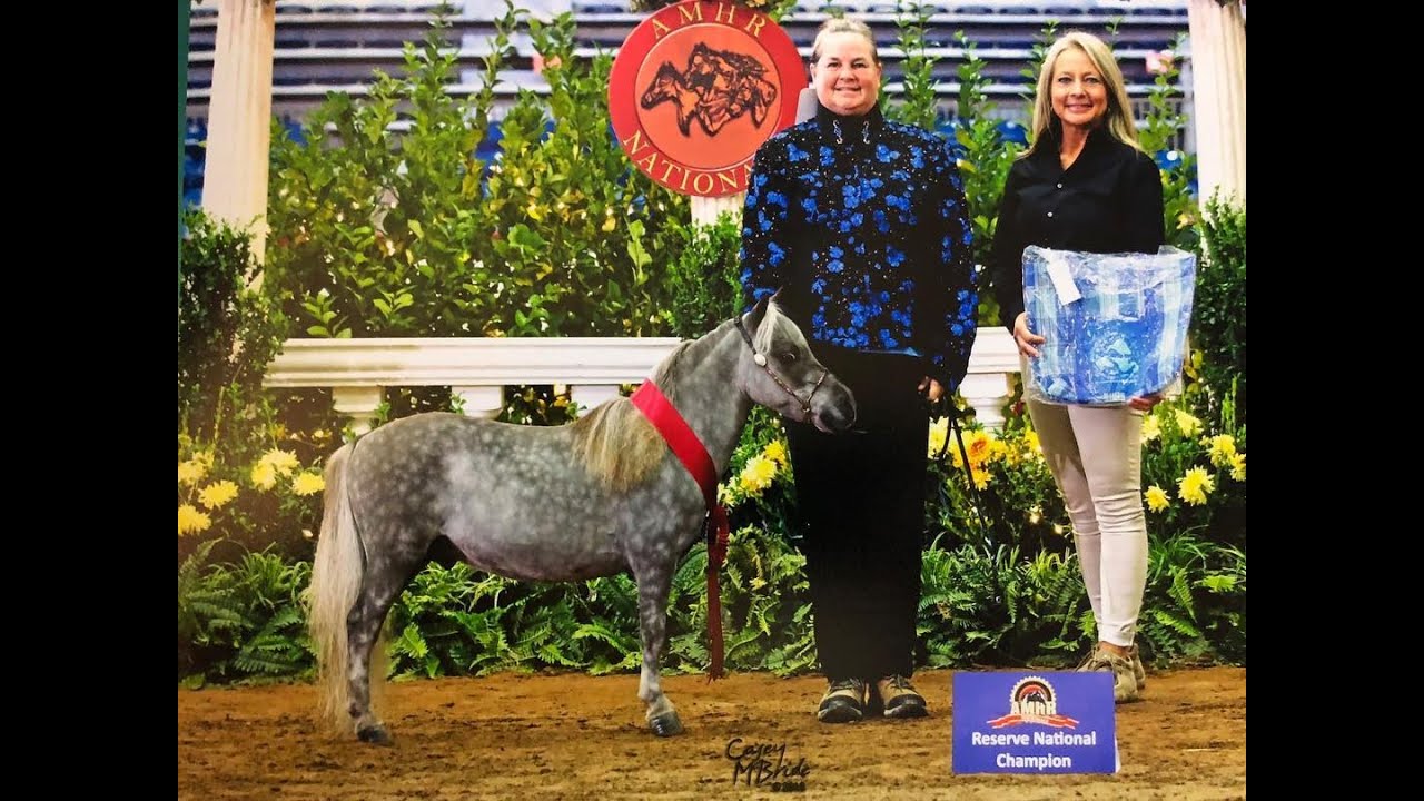 AMHA 28" and under Senior Stallion Class 2018 - YouTube