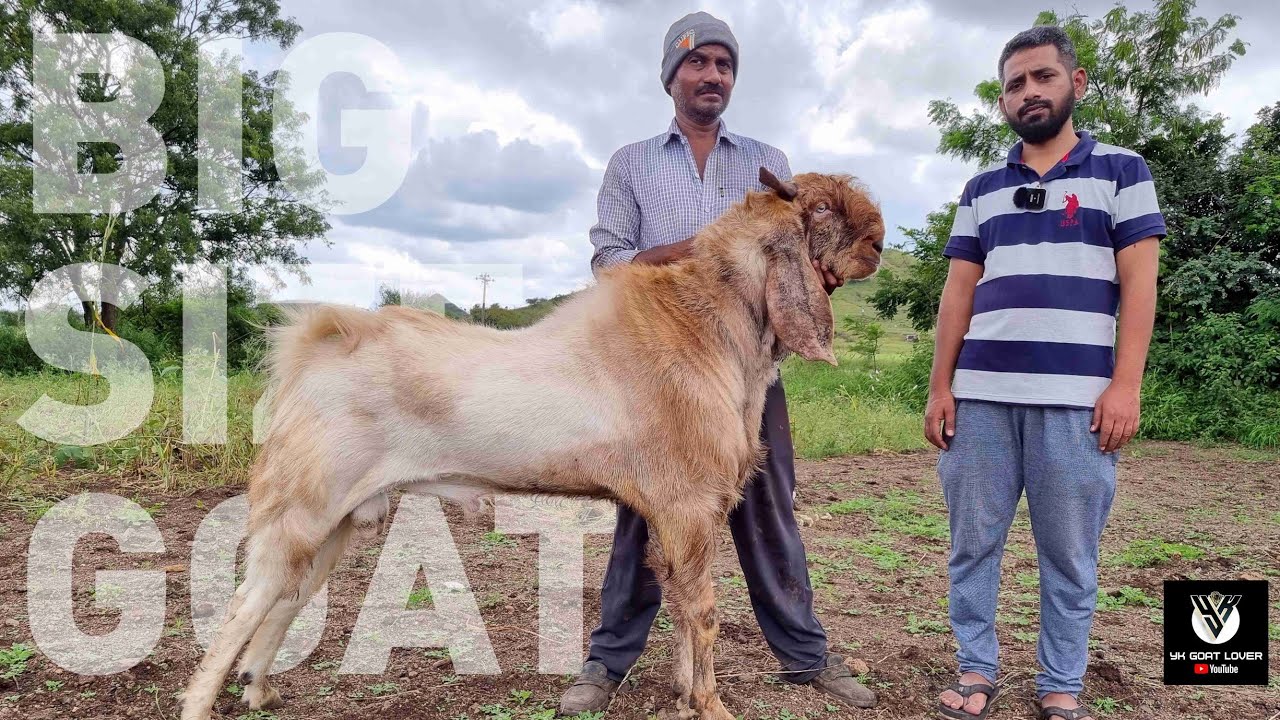Big Size Aggressive Goat Available For Sale in Pune at NaNa NaNi Goat ...