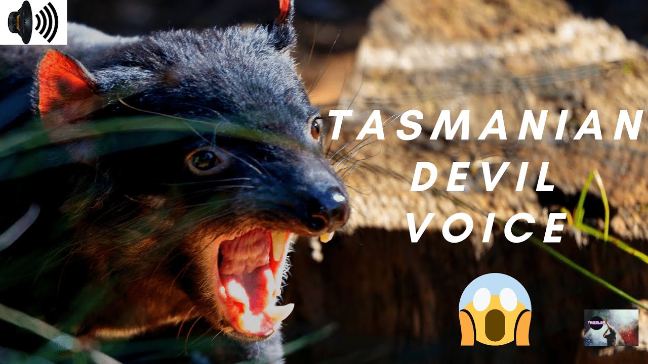 TASMANIAN DEVIL VOICE | SCREAM | GROWL | CARNIVOROUS MARSUPIAL ...