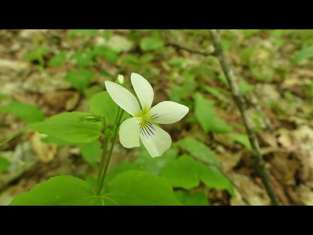 Non Common Edible Plants