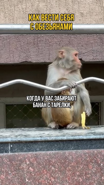 КАК ВЕСТИ СЕБЯ С ОБЕЗЬЯНАМИ #вальмикидас #любовь #веды #индия # ...
