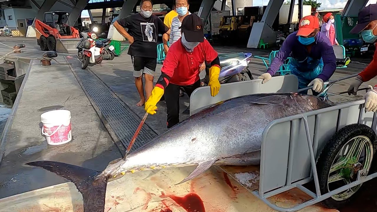 The terrifying and huge bluefin tuna cutting technique - YouTube
