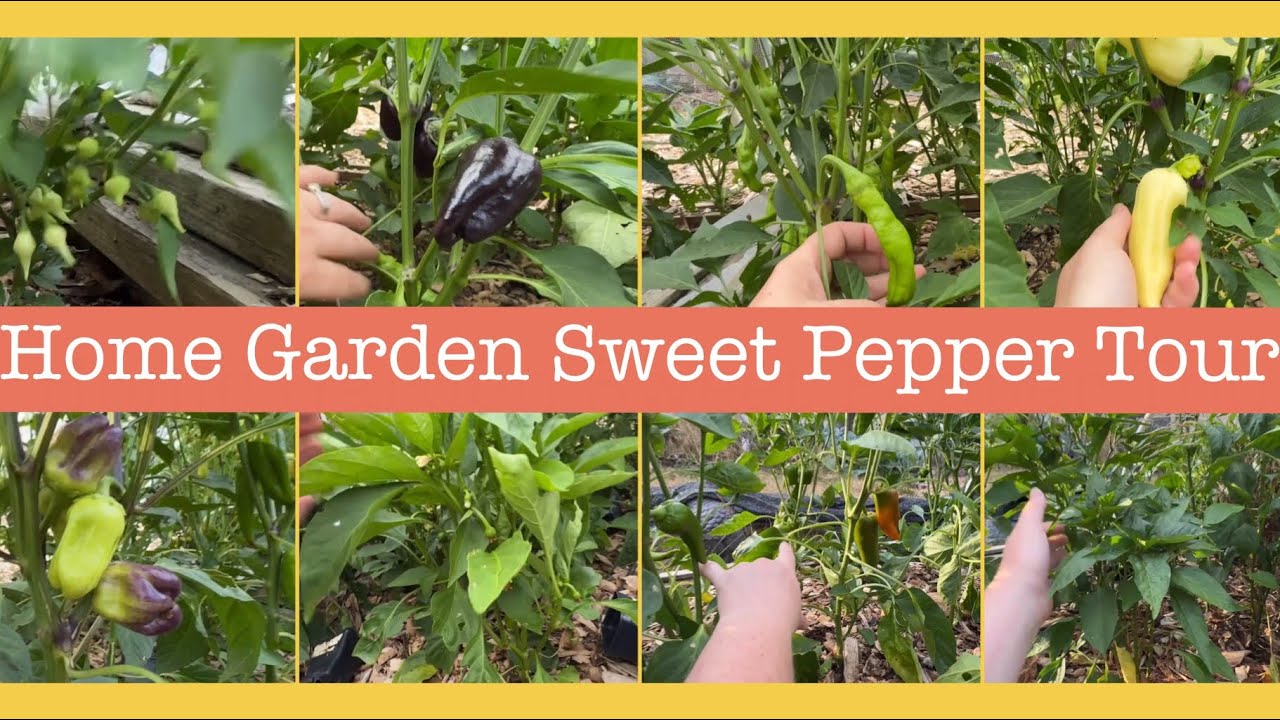 My Home Garden Mostly Sweets Pepper Tour - YouTube