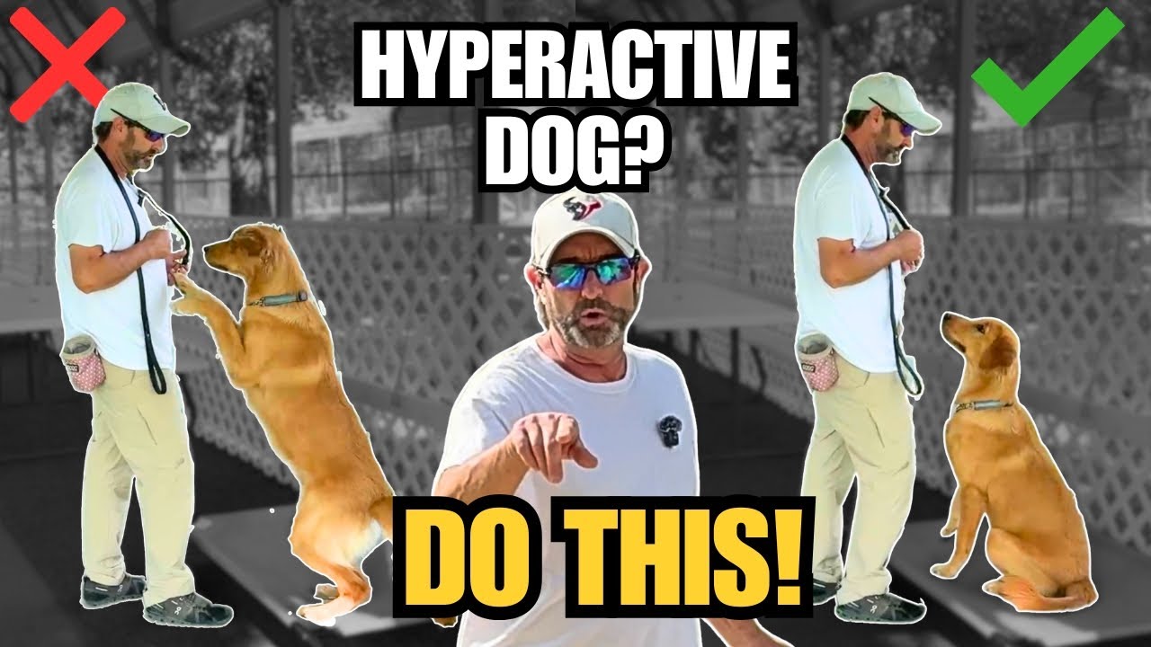 I Trained This Out-of-Control Dog in Just 1 Day: Hyperactive Dog ...