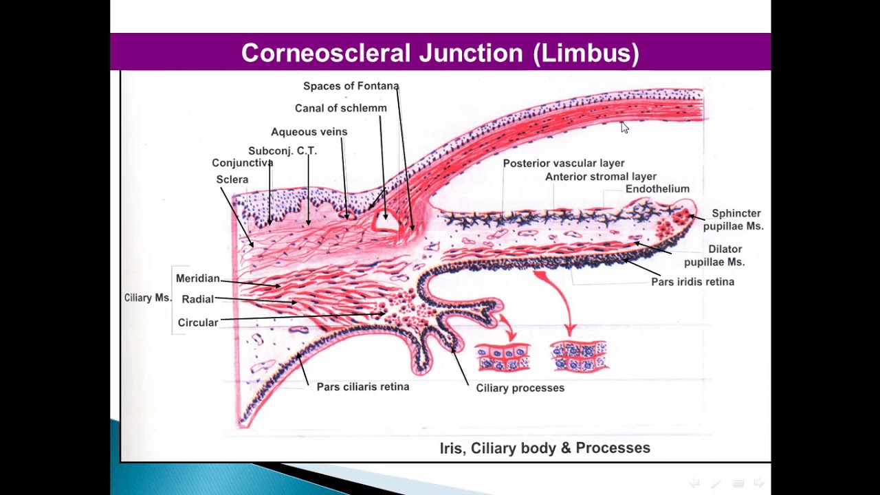 The eye part 2: sclera and corneoscleral junction - YouTube