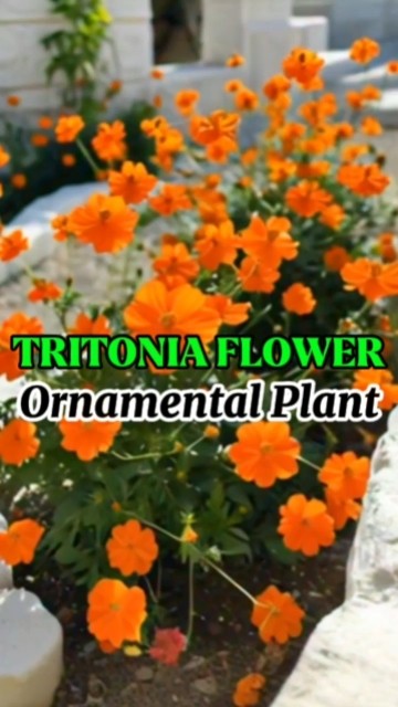 Tritonia Flower Ornamental Plant #flowers #garden #tritonia #colors # ...
