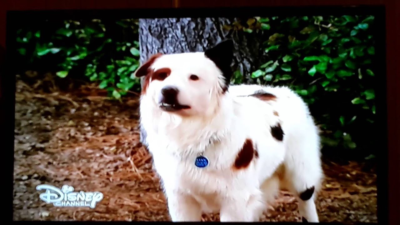 DOG WITH A BLOG - YouTube