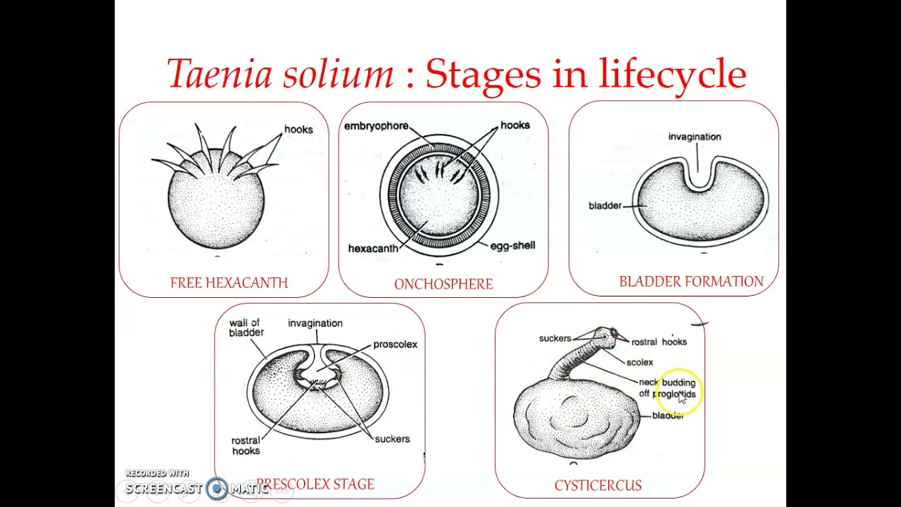 Oncosphere Larva Of Taenia Solium