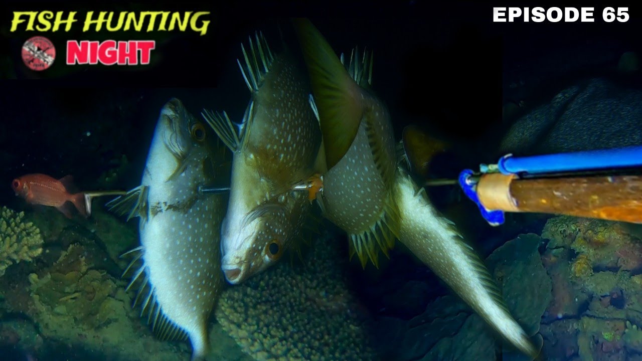 NIGHT SPEARFISHING EPISODE 65 | FISH HUNTING NIGHT | Jackpot Ikan ...