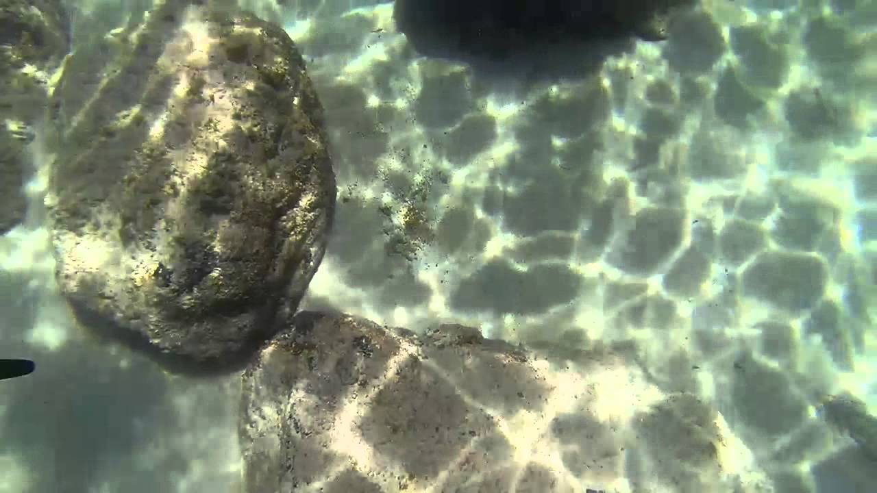 Peacock Flounder (Plate Fish) - Monkey Point BVI - YouTube