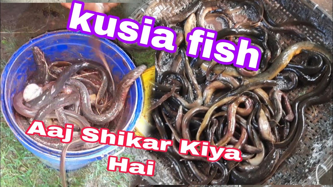 aj rat bhar shikar kiya kusia fish ko....dhini horaw kusia humbai pwra ...