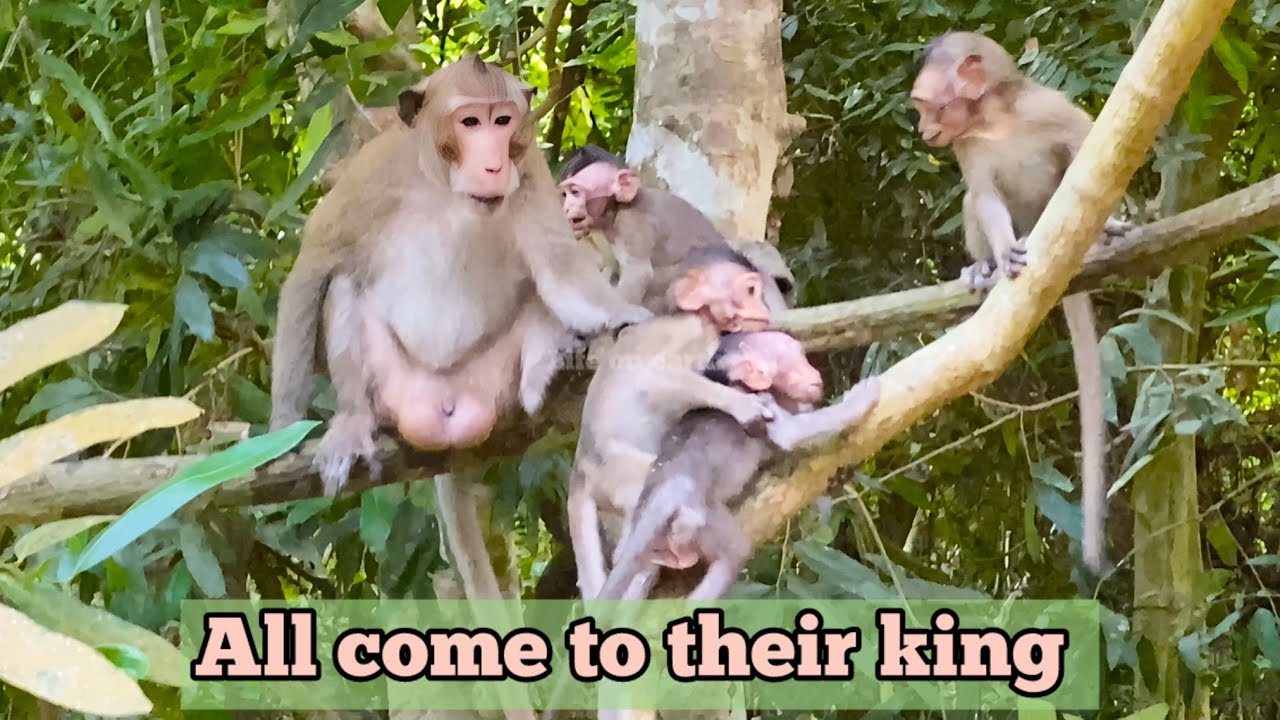 All little generations of Mahanokor monkeys troop like to play around theirs new king . - YouTube