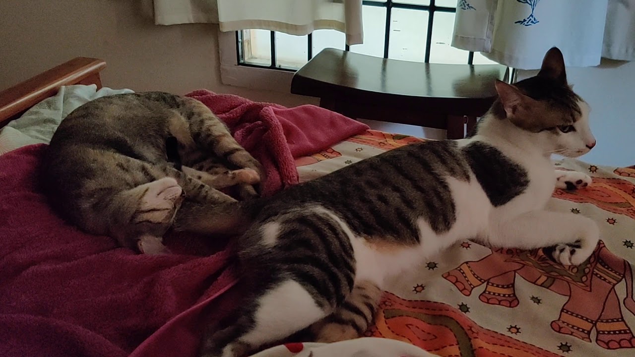 Kitten and Cat chilling together on a weekend - YouTube