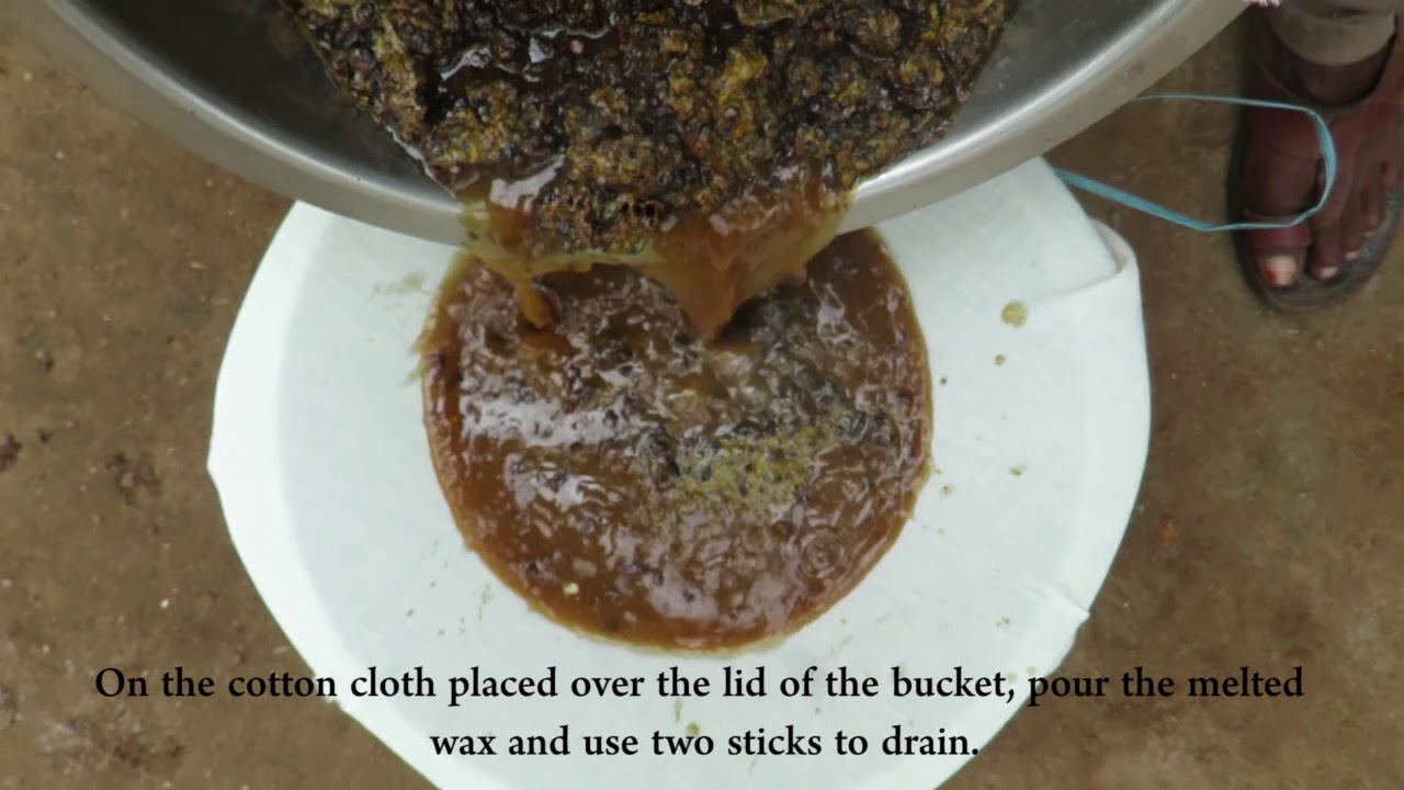 Artificial Queen Rearing Process - YouTube