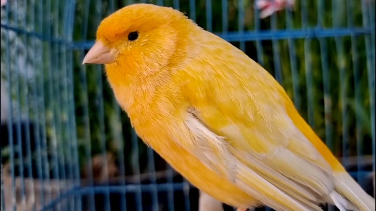 Canary Singing - Spanish Timbrado Canary's - Kenari Sounds - YouTube