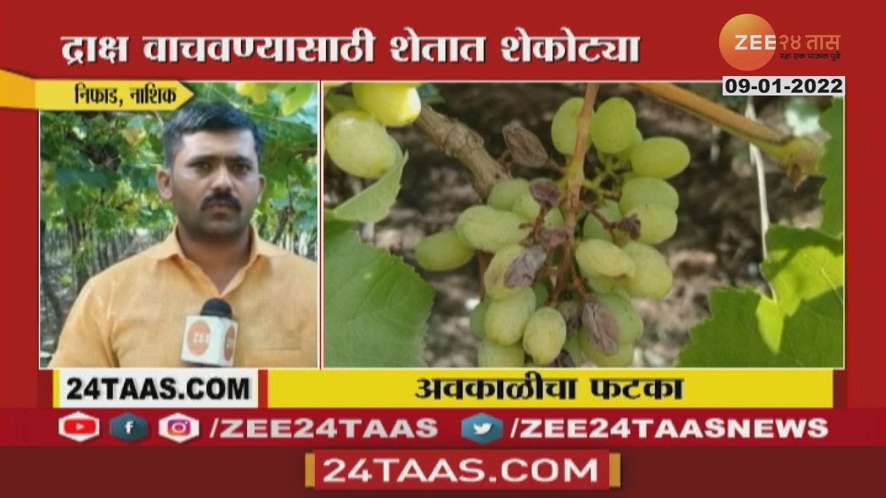 Nashik | Nifad | Grapes Farm Owner On Damage From Uncertain Rainfall ...