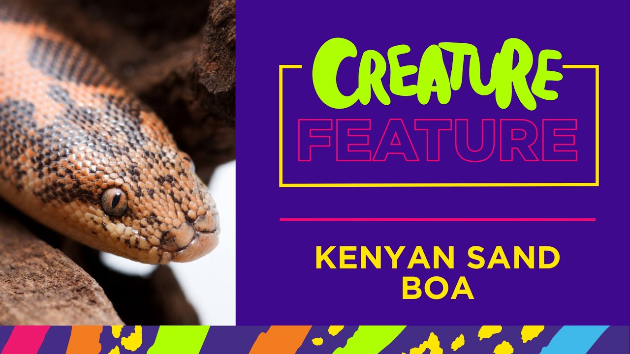 Kenyan Sand Boa Facts- 1 Minute Quick Facts! - YouTube