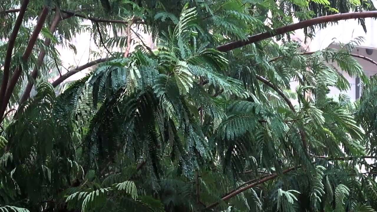 FREE Stock Footage [HD] of Trees and leaves swaying in the Wind - Stock ...