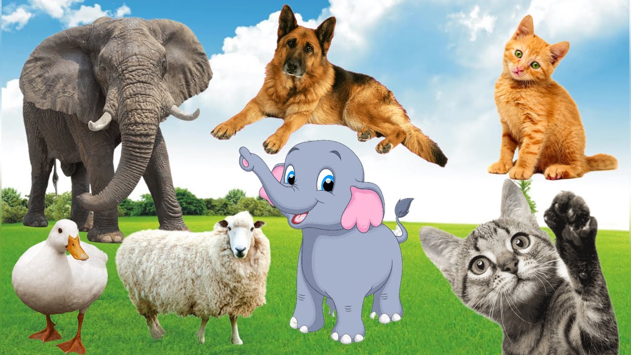 Cute Animal Sounds around us Goat, Cow, Ostrich, Dog, Buffalo, Leopard ...