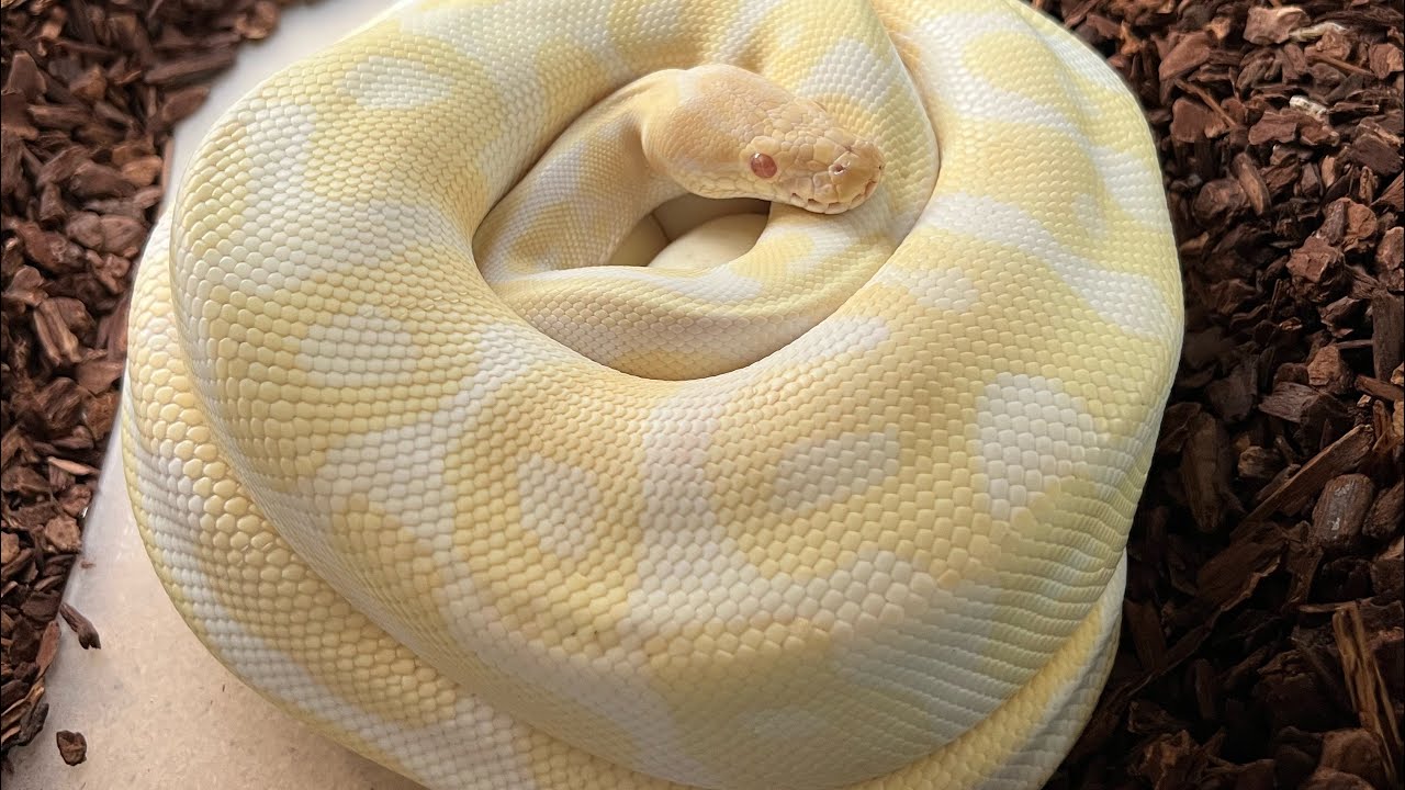 OUR SNAKE LAID EGGS! BUILDING BLOCKS FOR LEOPARD ALBINO CLOWN BALL PYTHON PROJECT! - YouTube