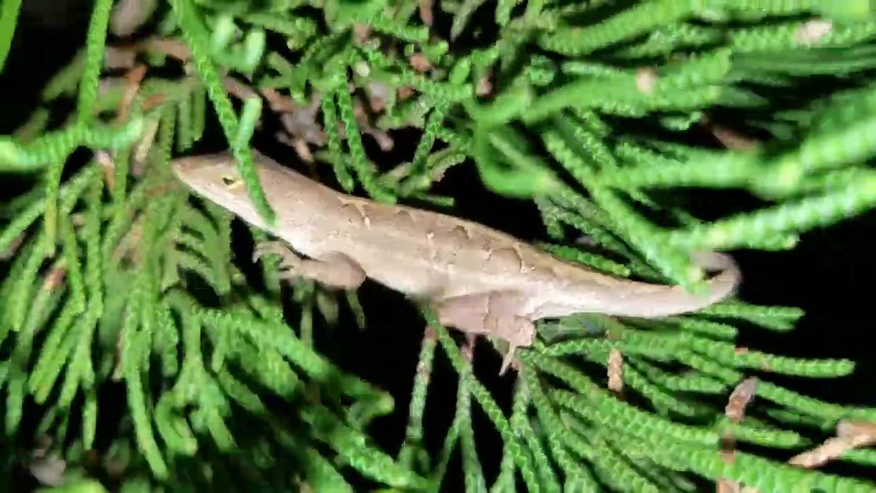 Short tail Lizard ?🎱☮ - YouTube