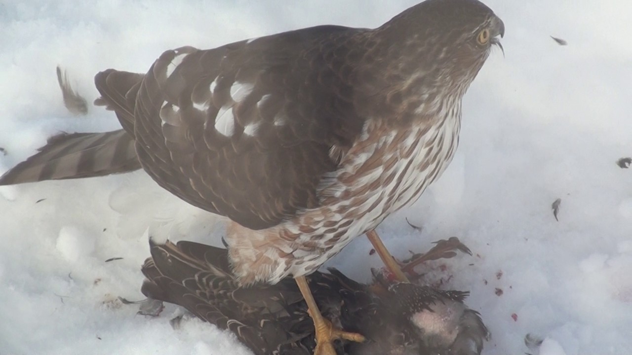 Sparrowhawk -Sharp-shinned Hawk - Eats a European Starling - YouTube