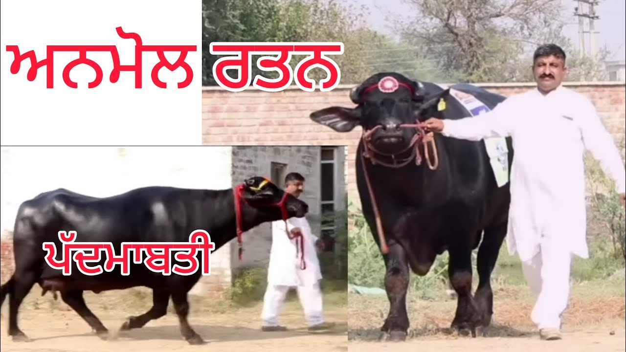 Anmol rattan bull haryana murrha bull - YouTube