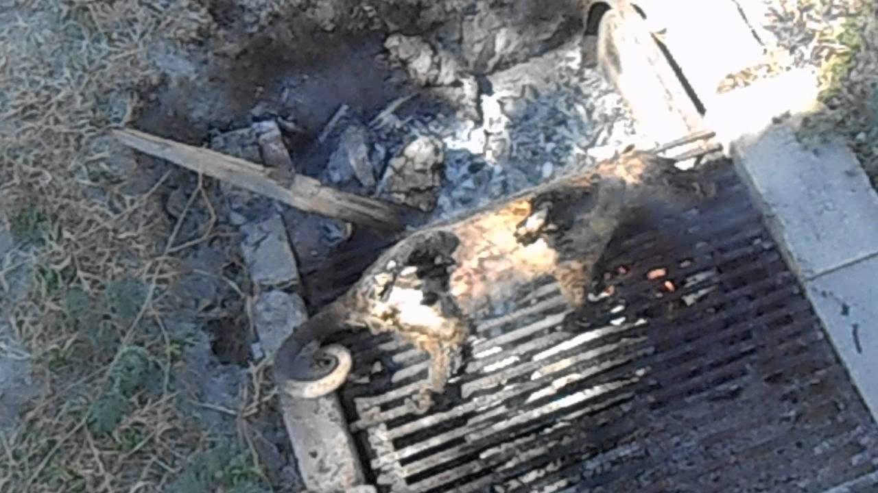 English Guy in Mexico - Cooking last nights Opossum on the new in ...