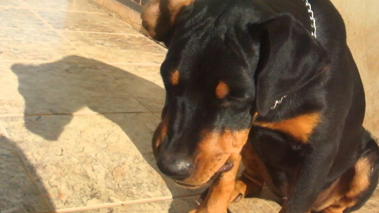 Rottweiler Alemao,com 4 meses!! - YouTube