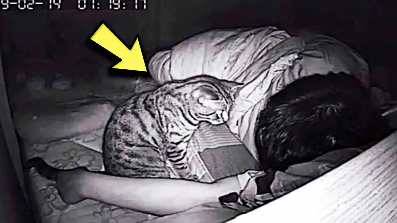 Le Chat Fixe Le Père Toute La Nuit Celui Ci Vérifie La Caméra Cachée Et ...