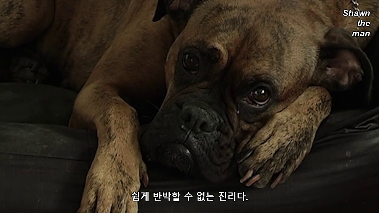 슬픈 강아지 일기장 (Sad Dog Diary) [한글자막][Shawntheman] - YouTube
