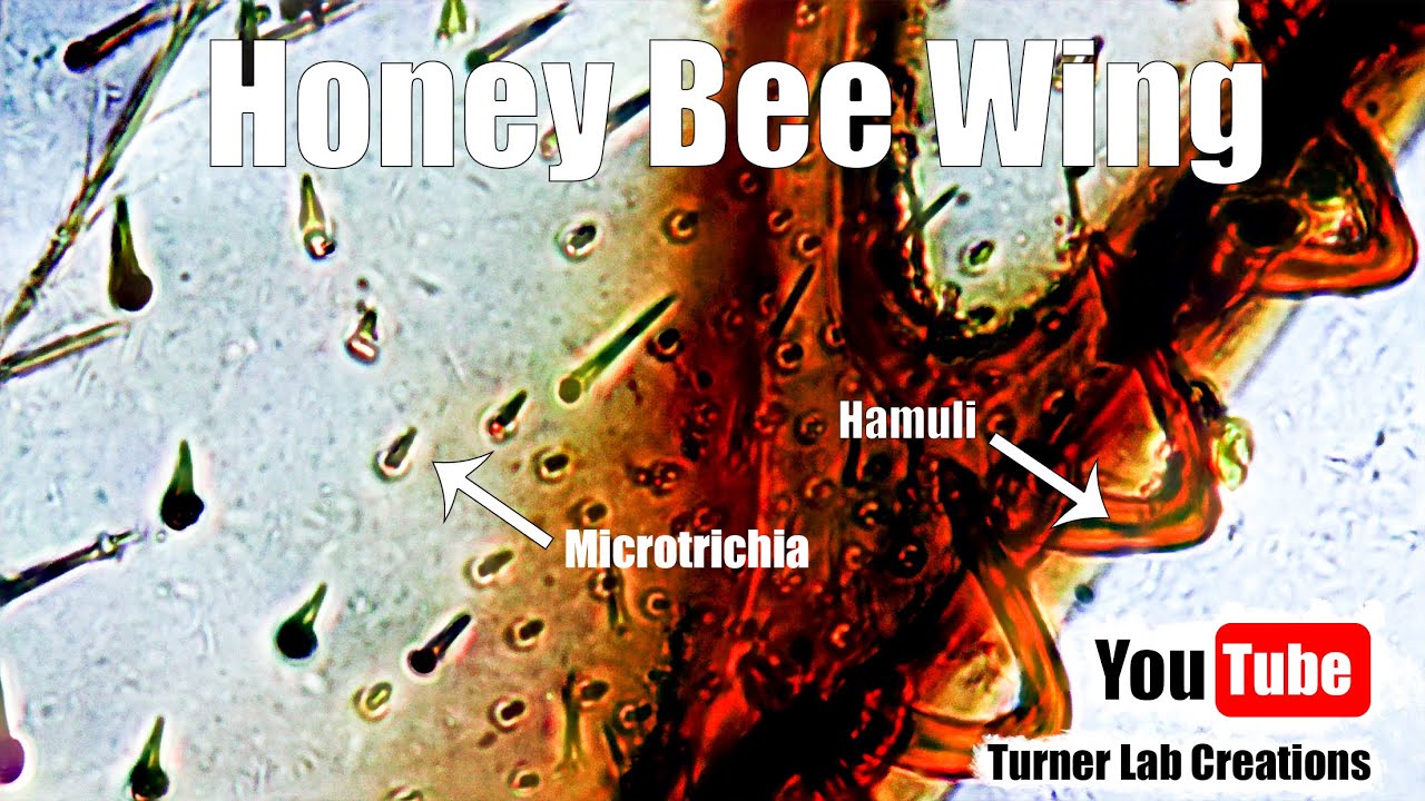 Honey Bee Wing under the Microscope... - YouTube