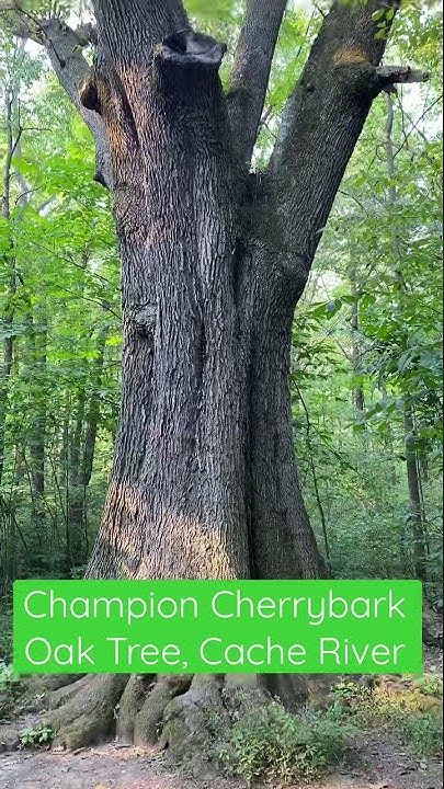 One big tree - Cache River Series - YouTube