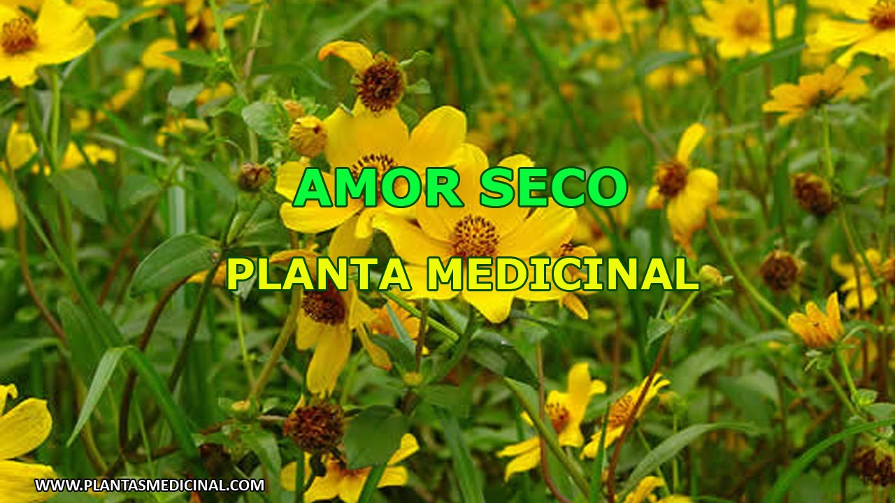 Amor Seco - Propiedades y Beneficios - YouTube