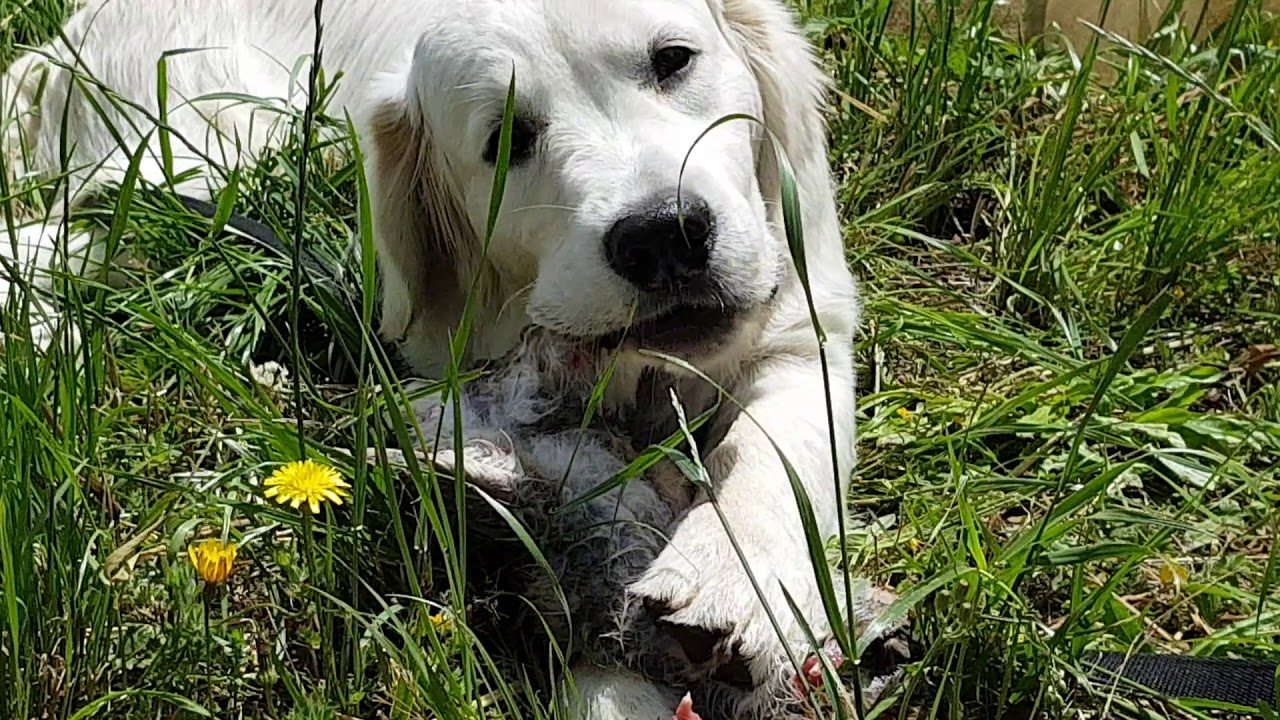 #Goldenretriever puppy EATS rabbit LIKE A #WOLF! must see! p2 - YouTube