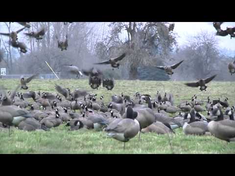 Oregon Cacklers with Team Deadfowl