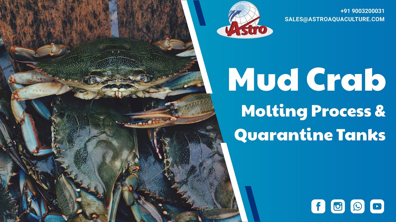 Mud Crab molting process and Quarantine Tanks - YouTube