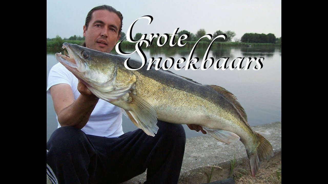 Grote snoekbaars op kunstaas - Fishing with lures for big zander #24 ...