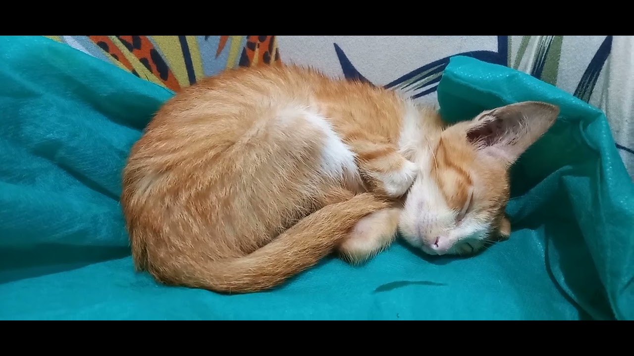 Puspin Kitten Sleep Well - YouTube